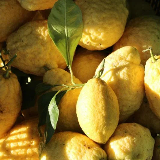 Cédrat BIO (CORSE) – MAISON GANNAC